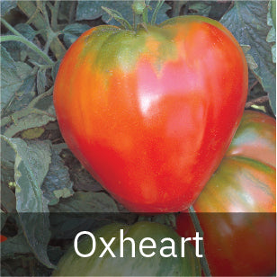 Oxheart Tomato Seeds | Tomato Growers Supply Company