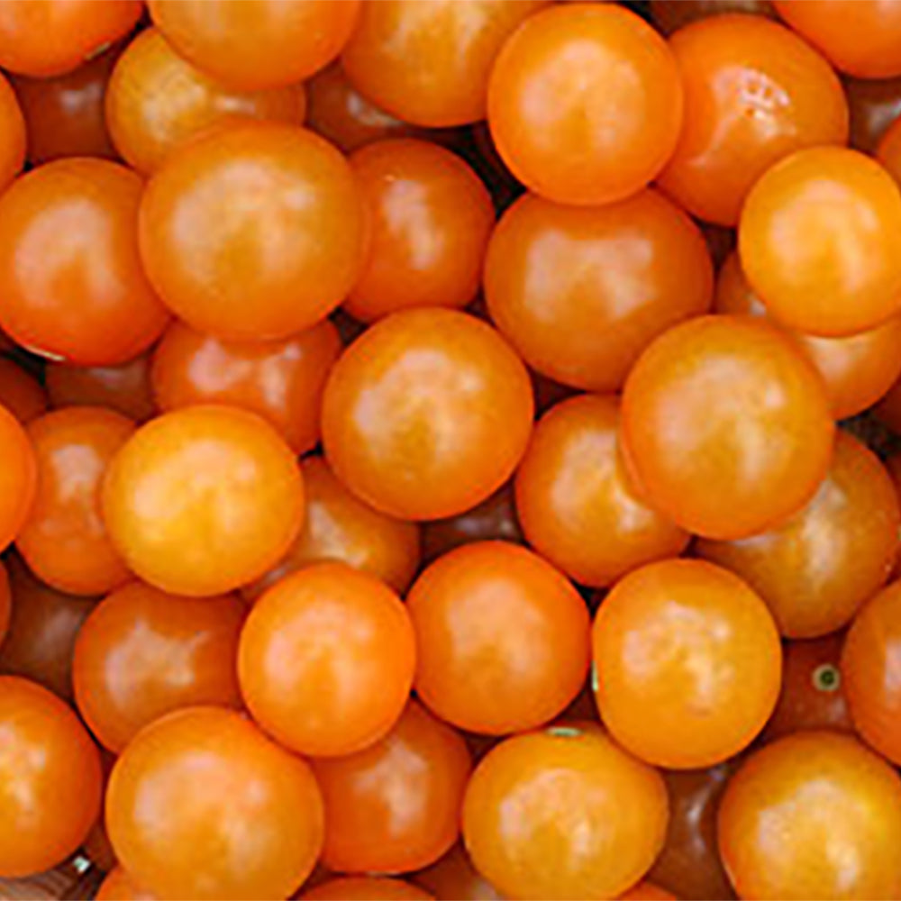 Sun Collection – Tomato Growers Supply Company