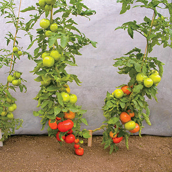 Super Strong VFFFNT Hybrid Tomato Rootstock – Tomato Growers Supply Company