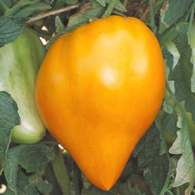All Tomato Seeds | Tomato Growers Supply Company – Page 6