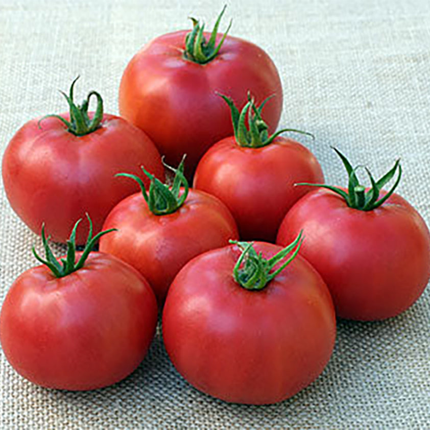 Eva Purple Ball Tomato – Tomato Growers Supply Company