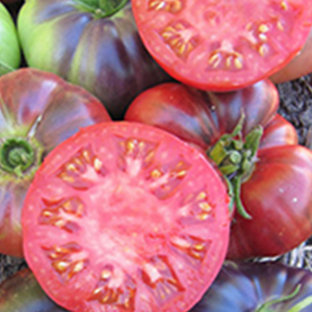 Indigo Blue Beauty Tomato – Tomato Growers Supply Company