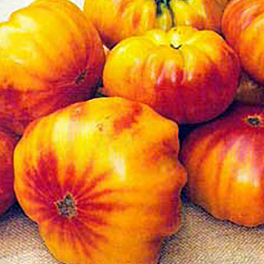 Virginia Sweets Tomato – Tomato Growers Supply Company