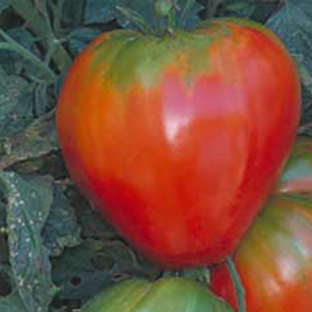 German Red Strawberry Tomato – Tomato Growers Supply Company