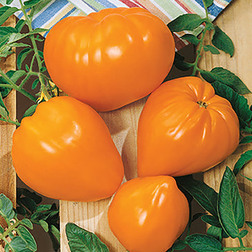 All Tomato Seeds | Tomato Growers Supply Company – Page 2