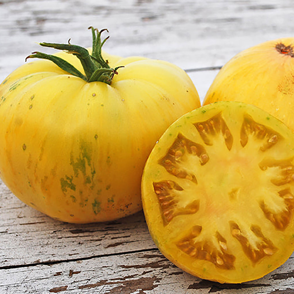 All Tomato Seeds | Tomato Growers Supply Company – Page 7