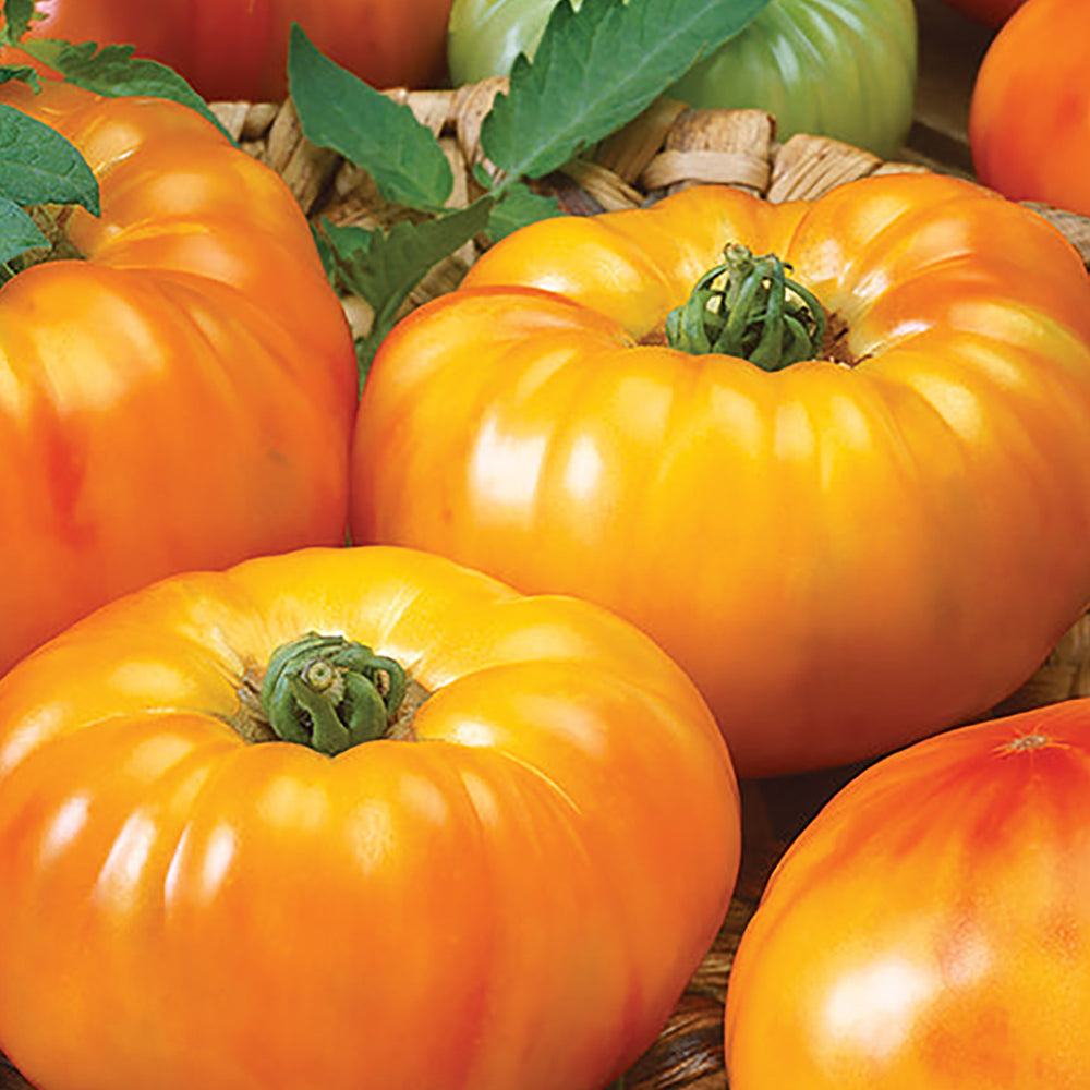 Chef's Choice Bicolor Hybrid Tomato – Tomato Growers Supply Company