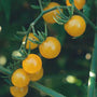 Cerise Orange Tomato – Tomato Growers Supply Company