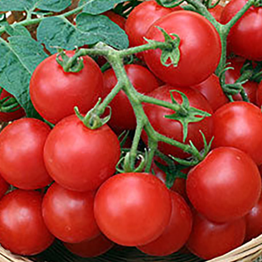 Husky Cherry Red Hybrid Tomato – Tomato Growers Supply Company