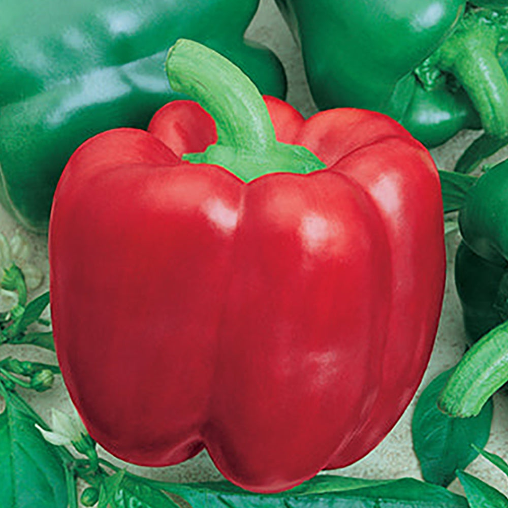 Bell Pepper Seeds (Green to Red) – Tomato Growers Supply Company