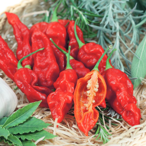Wicked Ghost Hybrid Pepper | Tomato Growers Supply Co. – Tomato Growers ...