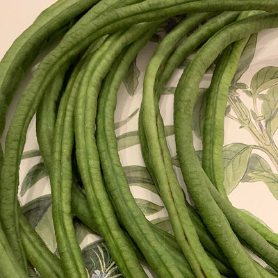 Dunja Hybrid Squash Seeds | Tomato Growers – Tomato Growers Supply Company
