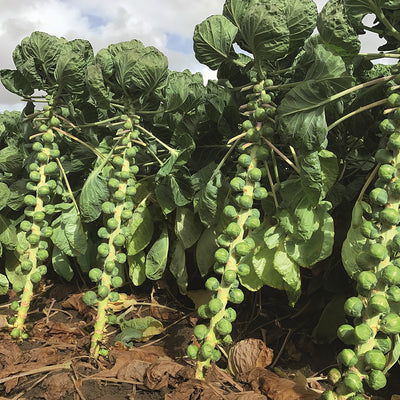 Dunja Hybrid Squash Seeds | Tomato Growers – Tomato Growers Supply Company