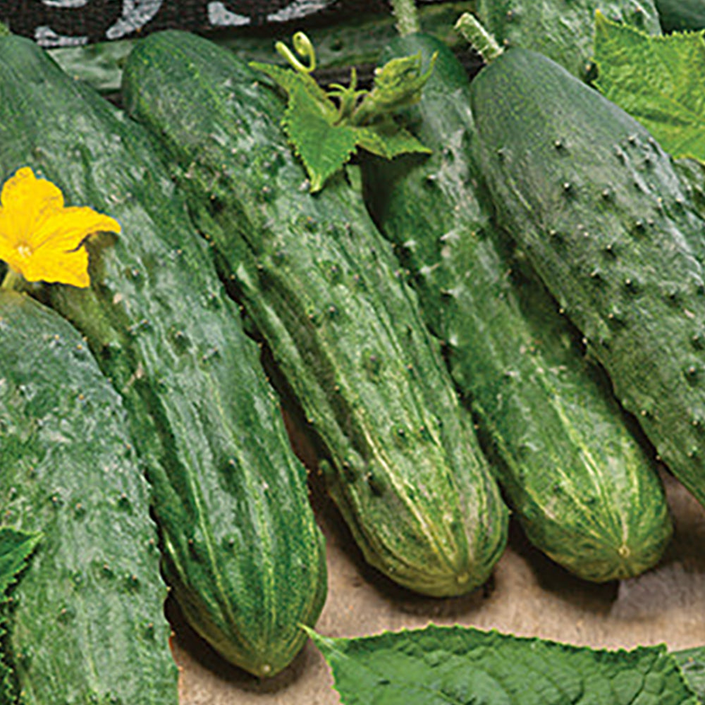 All Cucumber Seeds | Tomato Growers Supply Company – Tagged "Seeds"