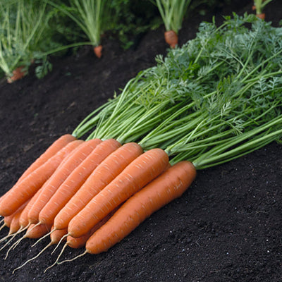 Dunja Hybrid Squash Seeds | Tomato Growers – Tomato Growers Supply Company