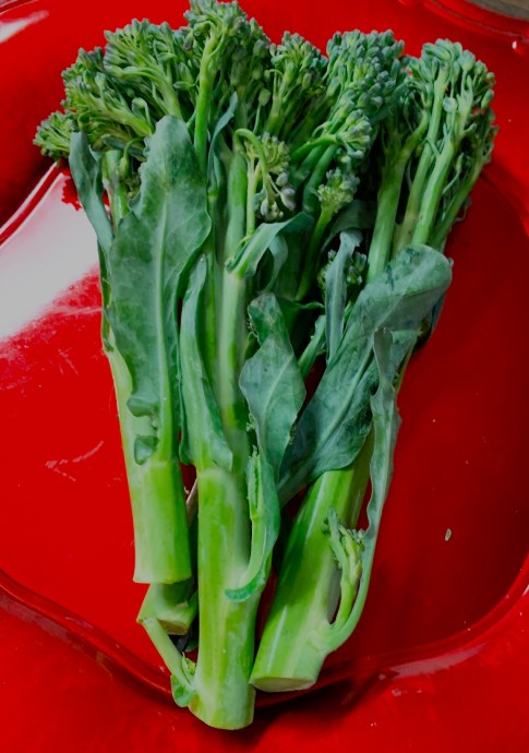 DiCicco Broccoli | Tomato Growers Supply Co. – Tomato Growers Supply ...