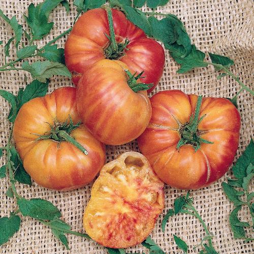 Flame-Beefsteak Tomato – Tomato Growers Supply Company