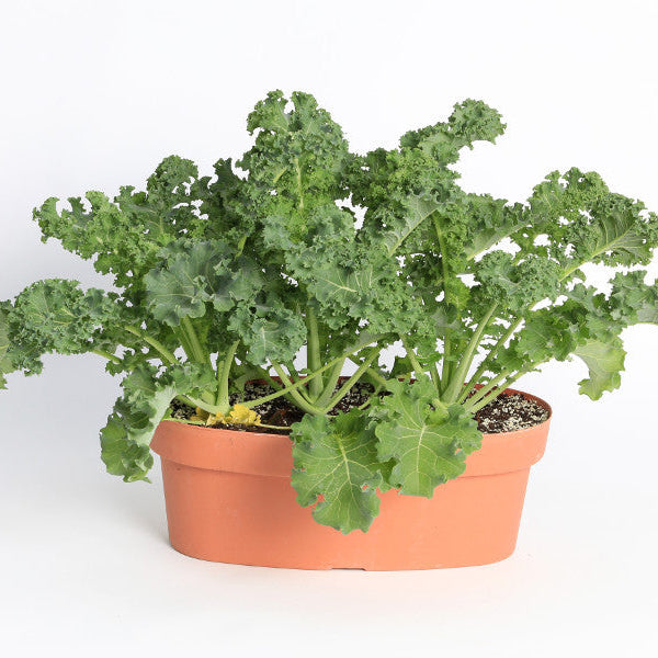 Prizm Hybrid Kale Seeds | Tomato Growers – Tomato Growers Supply Company