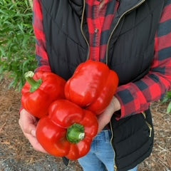 Bella Rosa VFFNA Hybrid Tomato – Tomato Growers Supply Company