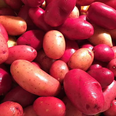 Dunja Hybrid Squash Seeds | Tomato Growers – Tomato Growers Supply Company