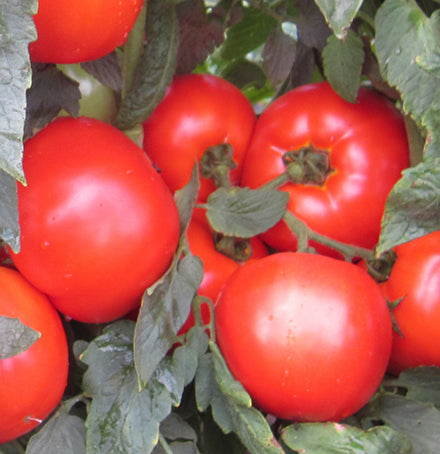 Mountain Merit VFFFN Hybrid Tomato – Tomato Growers Supply Company