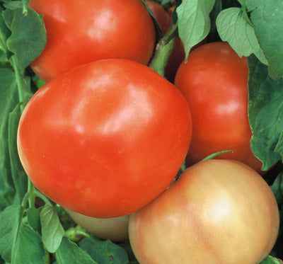 Mountain Spring VFF Tomato – Tomato Growers Supply Company