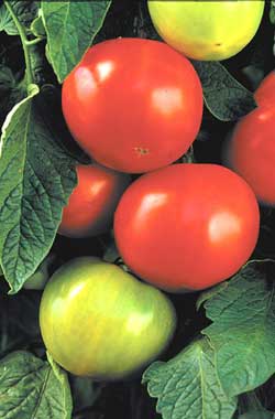 Big Beef Plus Hybrid Tomato Seeds | Tomato Growers – Tomato Growers ...
