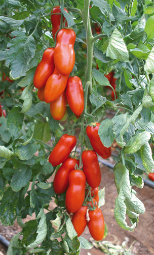 Pozzano VFFT Hybrid Tomato – Tomato Growers Supply Company