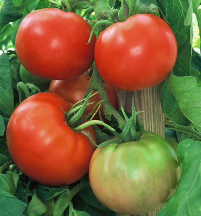 Rutgers Select Tomato – Tomato Growers Supply Company