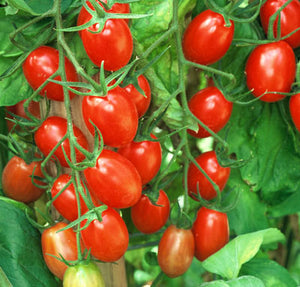 Sprite Tomato – Tomato Growers Supply Company
