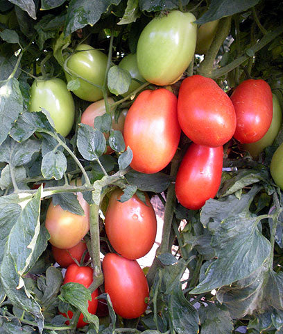 Plum Regal VFF Hybrid Tomato – Tomato Growers Supply Company