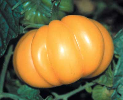Ruffled Yellow Tomato – Tomato Growers Supply Company