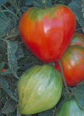German Red Strawberry Tomato – Tomato Growers Supply Company