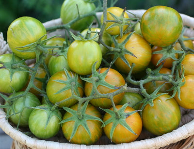 Green Zebra Cherry Tomato – Tomato Growers Supply Company
