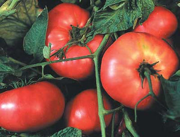 Brandywine OTV Tomato – Tomato Growers Supply Company
