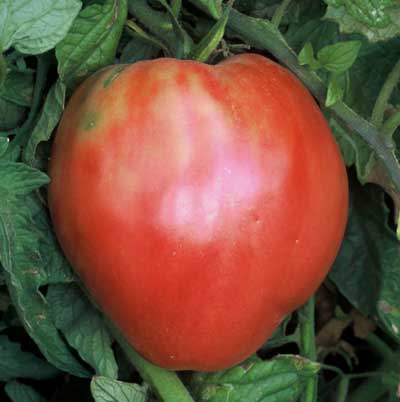Hungarian Heart Tomato – Tomato Growers Supply Company