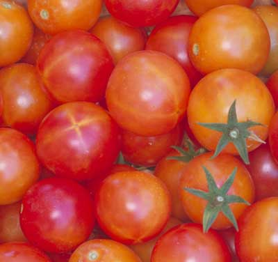 Isis Candy Tomato – Tomato Growers Supply Company