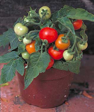 Micro-Tom Tomato Seeds | Tomato Growers – Tomato Growers Supply Company