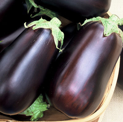 Nadia Hybrid Eggplant – Tomato Growers Supply Company