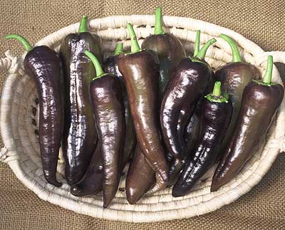 Purple Marconi Pepper – Tomato Growers Supply Company