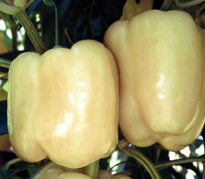 Bianca Hybrid Pepper Seeds | Tomato Growers – Tomato Growers Supply Company