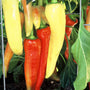 Bounty Hybrid Pepper – Tomato Growers Supply Company