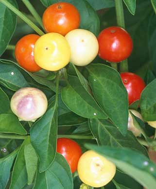 Marbles Pepper – Tomato Growers Supply Company