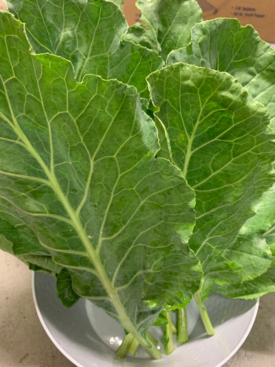 Bounty Hybrid Pepper – Tomato Growers Supply Company