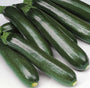 Dunja Hybrid Squash Seeds | Tomato Growers – Tomato Growers Supply Company